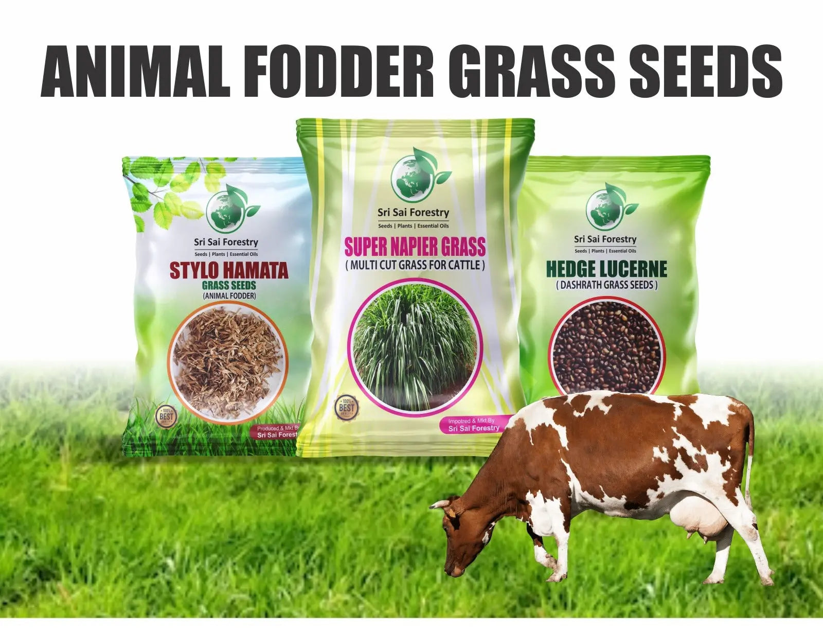 Grass Seeds for Fodder - SRI SAI FORESTRY