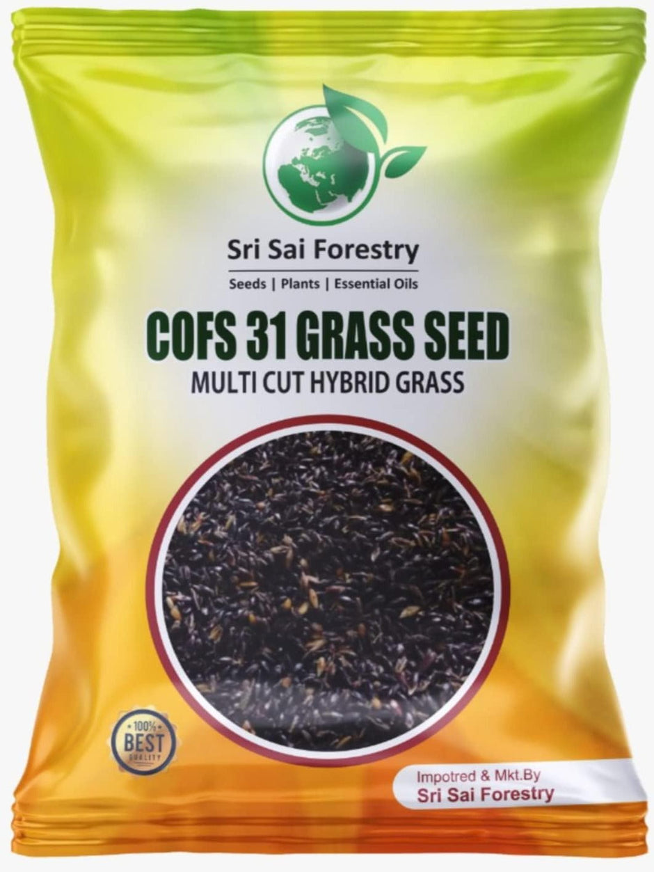 Grass Seeds for Fodder - SRI SAI FORESTRY