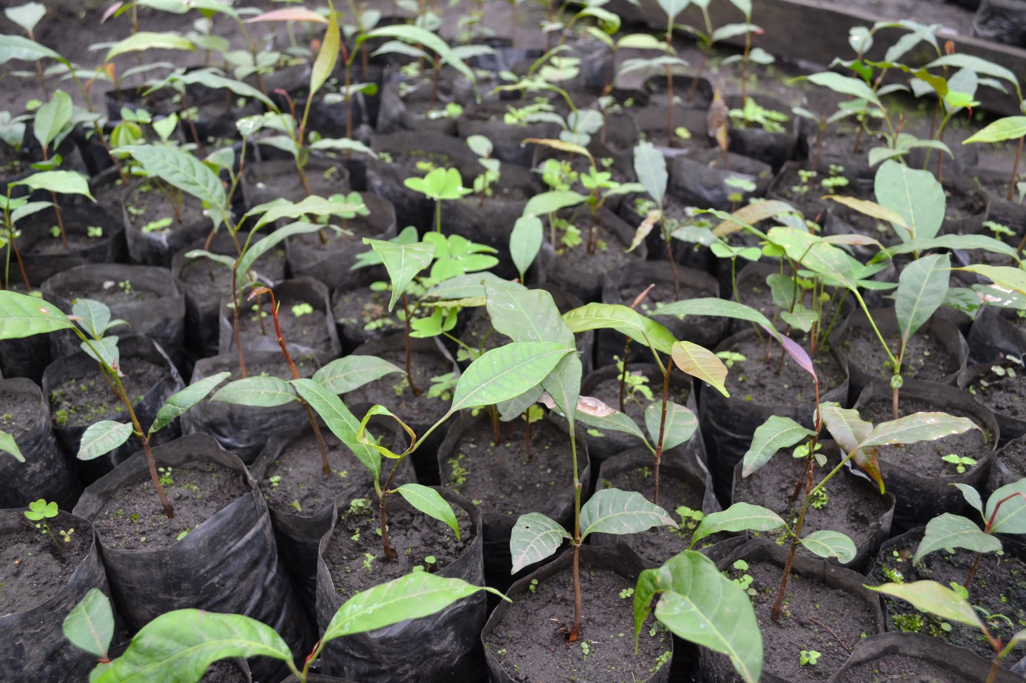 African Mahogany Tree Seeds For Planting (Swetania Mahogany, Big Leaf ...