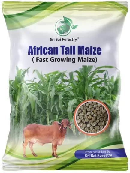 African Tall Maize Fodder Seeds | Growth 7 to 10 Feet | For Cattle ...