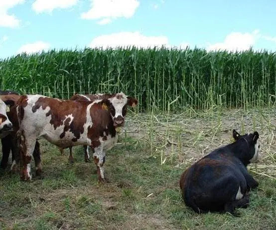 African Tall Maize Fodder Seeds | Growth 7 to 10 Feet | For Cattle ...