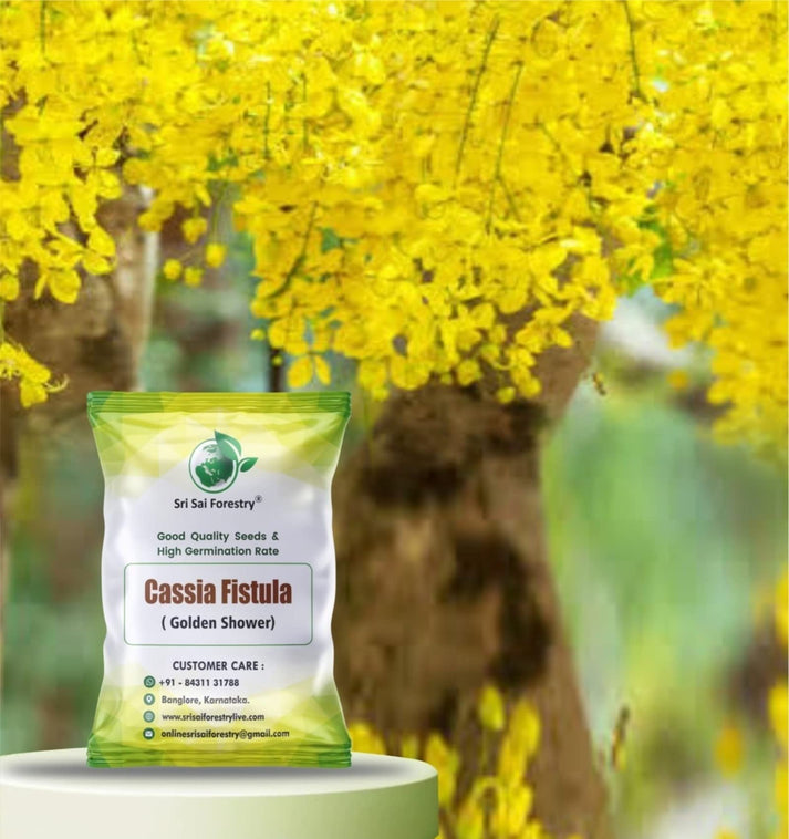 Cassia Fistula Tree Seeds – Grow the Glorious Golden Shower Tree! – SRI SAI FORESTRY