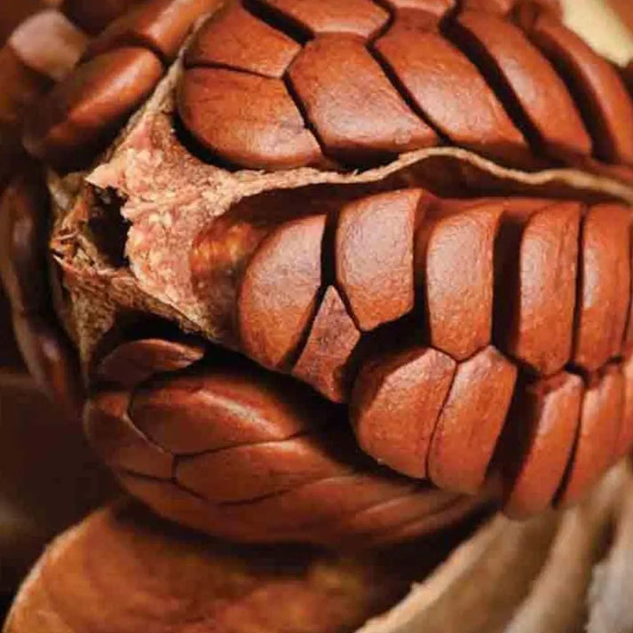 Honduran Mahogany tree seeds Swietenia macrophylla Tree Seeds for – SRI ...