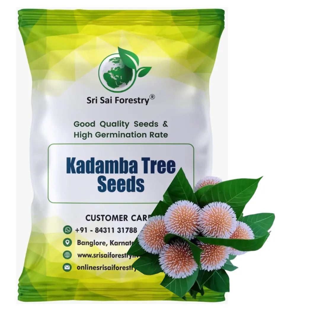 Kadamba Tree Seeds | Satabisha Nakshatra Seed - SRI SAI FORESTRY