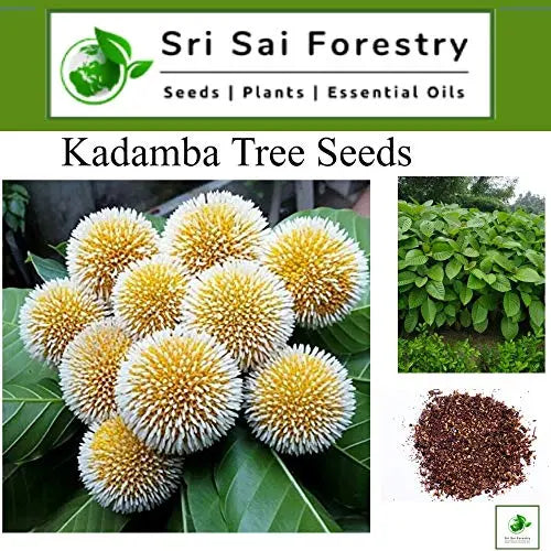 Kadamba Tree Seeds | Satabisha Nakshatra Seed - SRI SAI FORESTRY