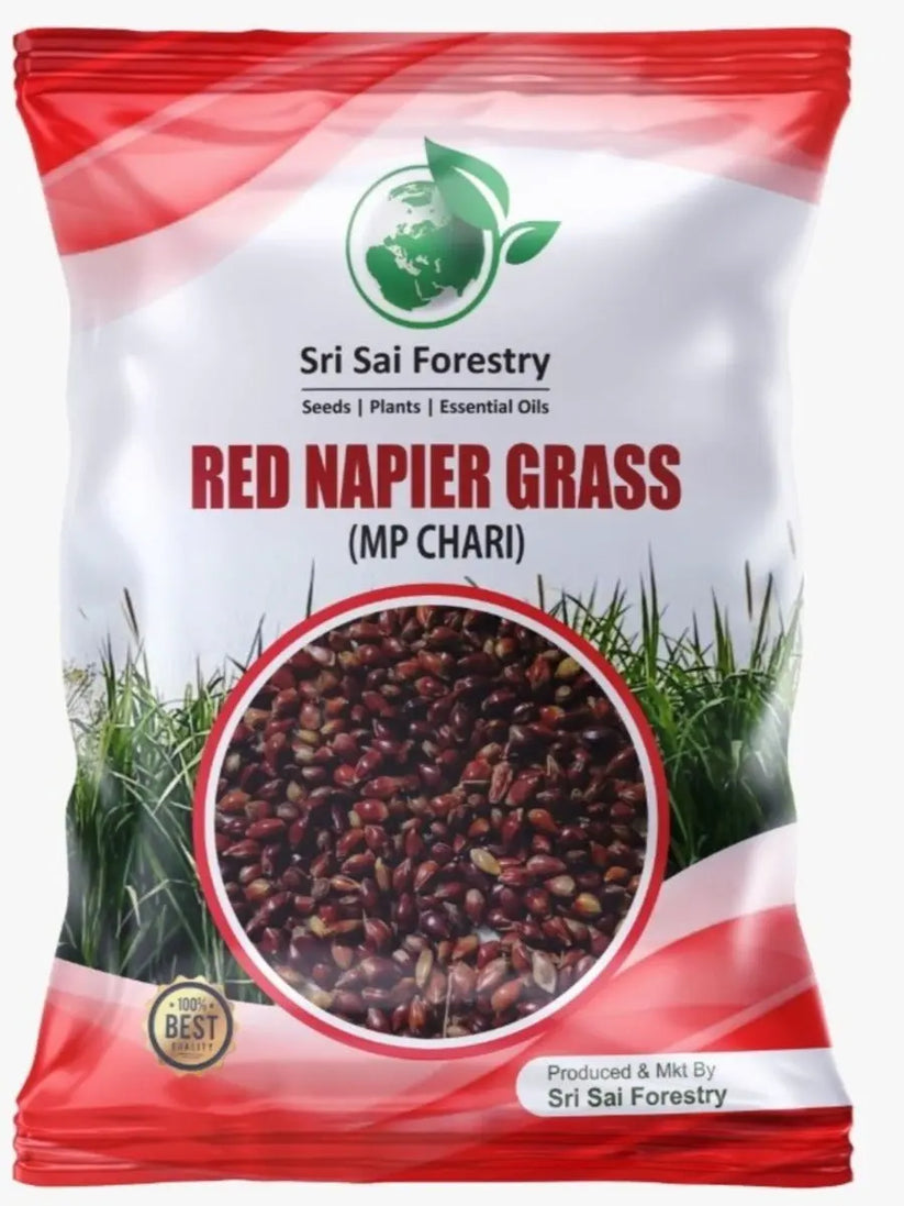 Red Napier Grass Seeds: Premium Animal Fodder - SRI SAI FORESTRY