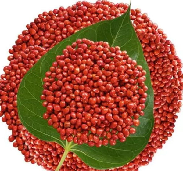 Red Lucky Seeds - Coral Wood Tree Seeds (Adenanthera Pavonina) – SRI ...