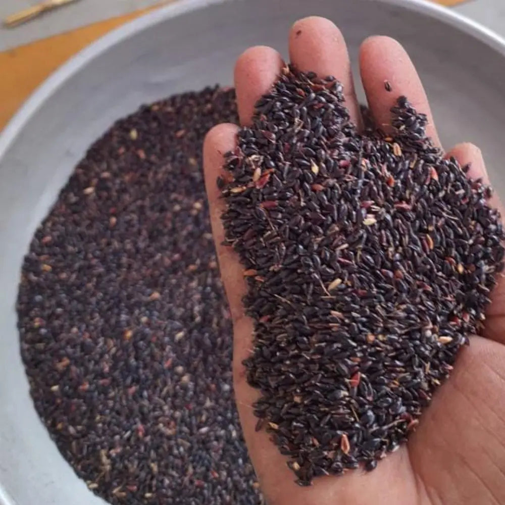 Super Napier Grass Seeds for Cattle | High Yield Hybrid Multi Cut – SRI ...