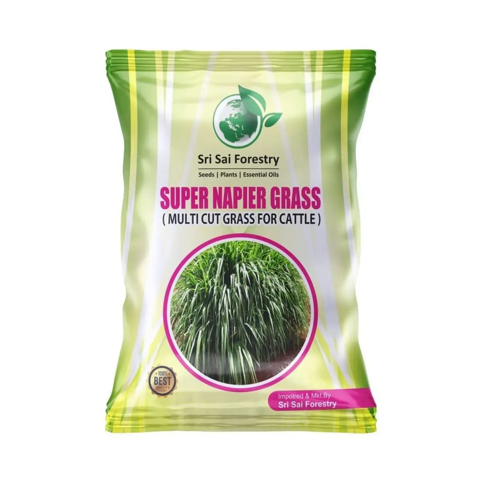 Super Napier Grass Seeds for Cattle | High Yield Hybrid Multi Cut – SRI ...