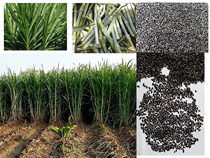 Super Napier Grass Seeds for Cattle | High Yield Hybrid Multi Cut – SRI SAI FORESTRY