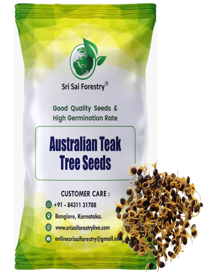 Australian Teak Tree Seeds (Acacia Mangium) – For Landscaping and Timb ...