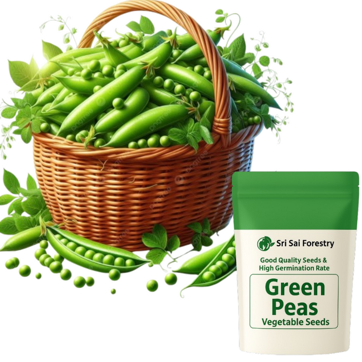 Green Peas Seeds for Planting, Matar Vatana Pattani Pachi Batani Veget ...