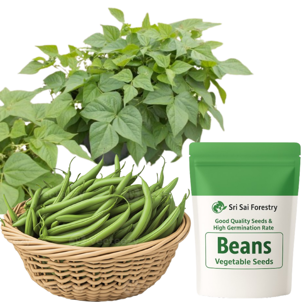 Beans Seeds for Planting | French Beans | Farasbi | Sem | Chikkudu | A ...
