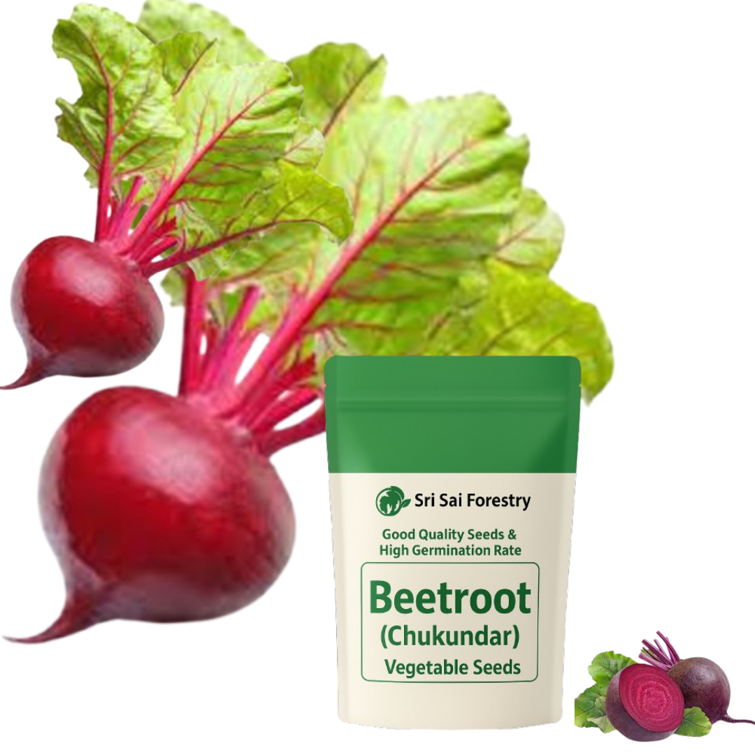 Beetroot Seeds for Planting (Chukundar, Beet Root, Parsnip) Vegetable ...