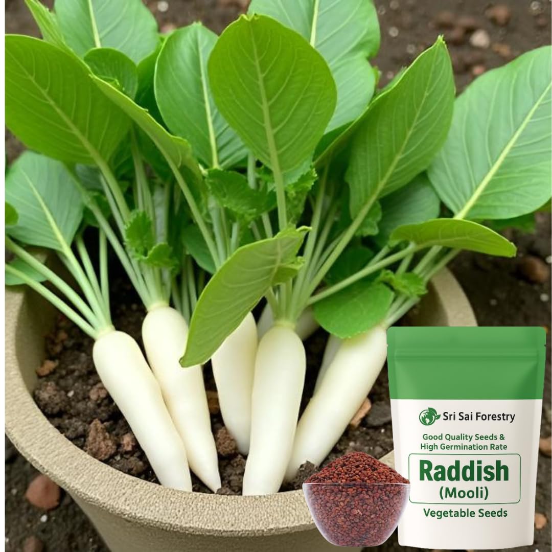 Radish Seeds for Planting - Mooli Muli Mula Mulangi Vegetable Seed for ...