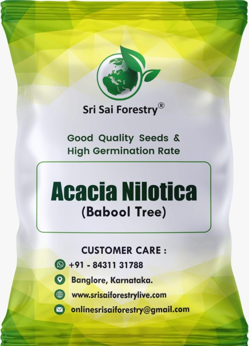 Babul (Acacia Nilotica) Tree Seeds – Fast-Growing, Multi-Purpose Tree ...