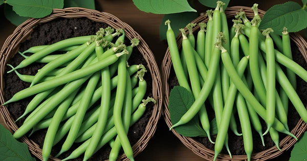 Beans Seeds for Planting | French Beans | Farasbi | Sem | Chikkudu | A ...