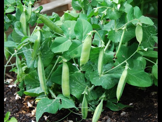 Green Peas Seeds for Planting, Matar Vatana Pattani Pachi Batani Veget ...