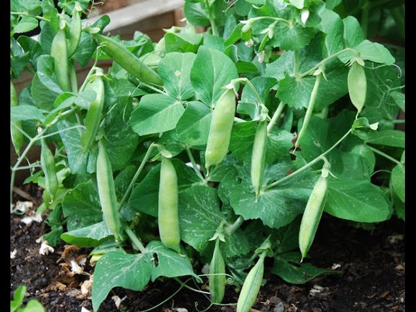 Green Peas Seeds for Planting, Matar Vatana Pattani Pachi Batani Veget – SRI SAI FORESTRY