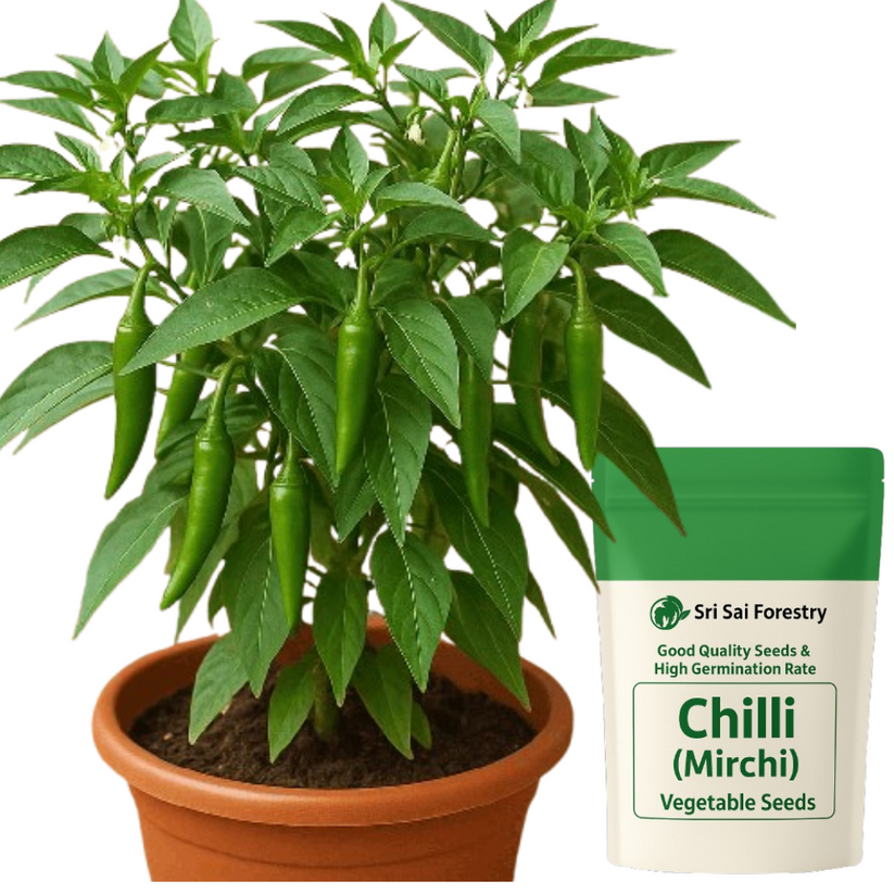 Green Chilli Seeds for Planting (Spicy mirchi sambar mirchi milagai mi ...