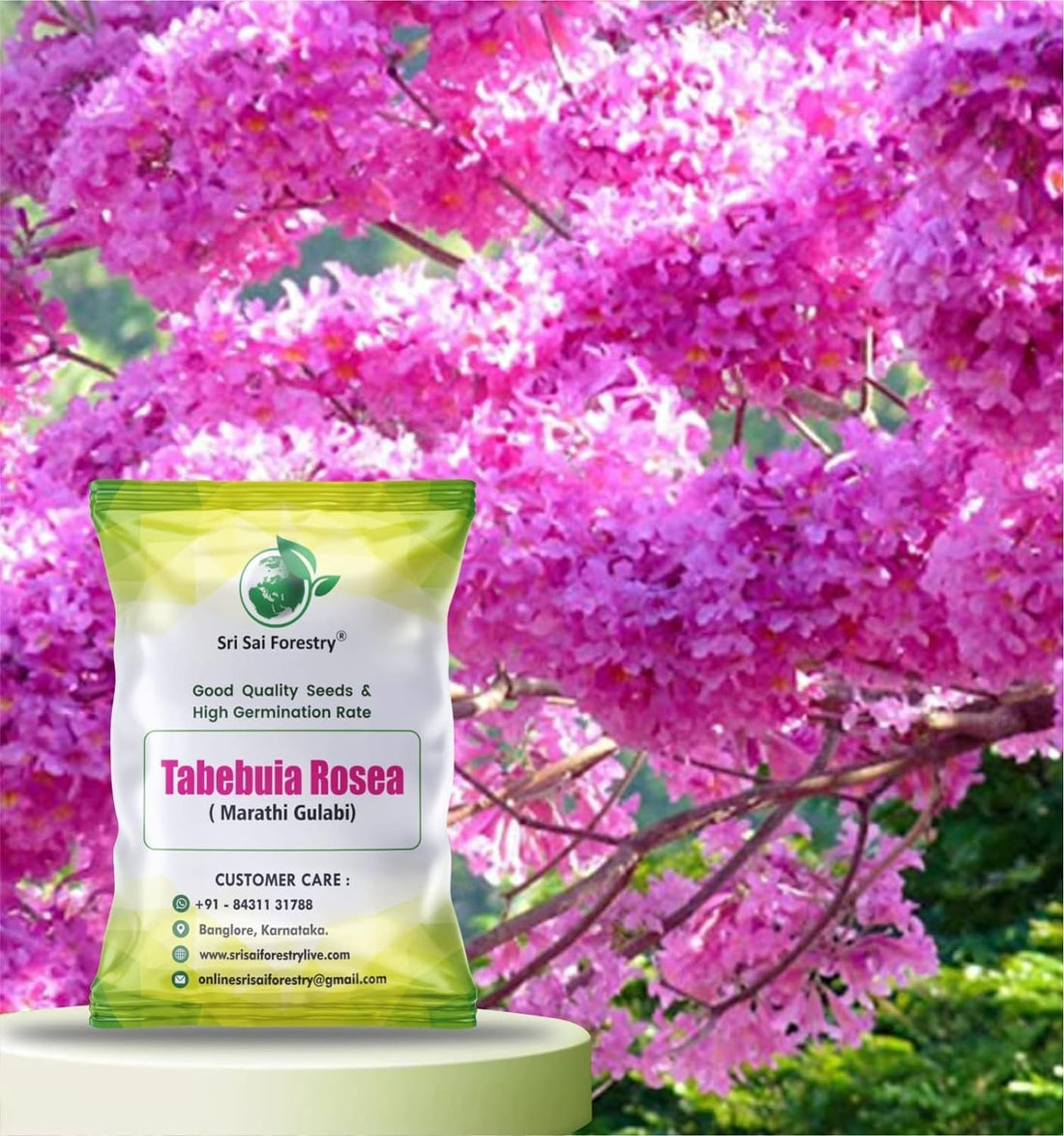 Tabebuia Rosea (Marathi Gulabi) Seeds – Pink Trumpet Tree for Stunning ...
