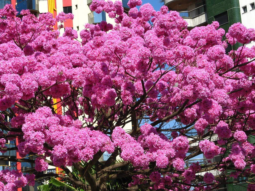 Tabebuia Rosea (Marathi Gulabi) Seeds – Pink Trumpet Tree for Stunning ...